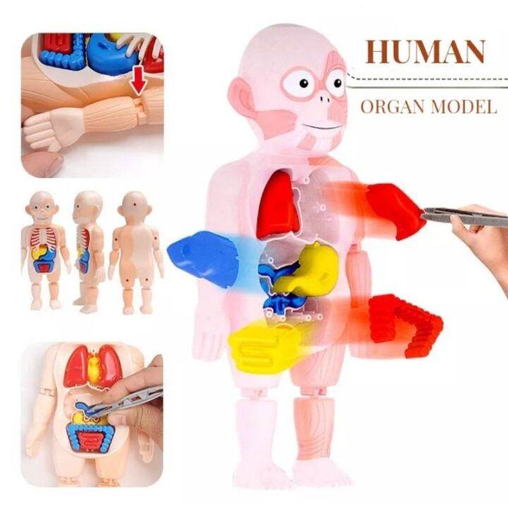 Mainan Edukasi Anak Anatomi Organ Tubuh Manusia - HUMAN BODY ANATOMY ...