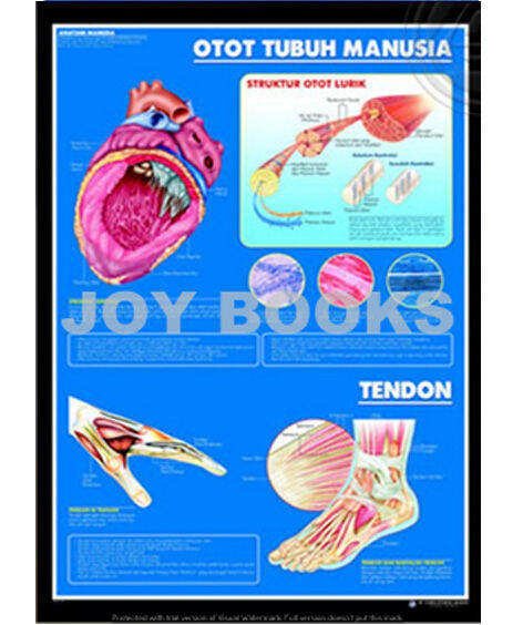 POSTER ANATOMI OTOT DAN TENDON TUBUH MANUSIA / POSTER KESEHATAN POSER ...