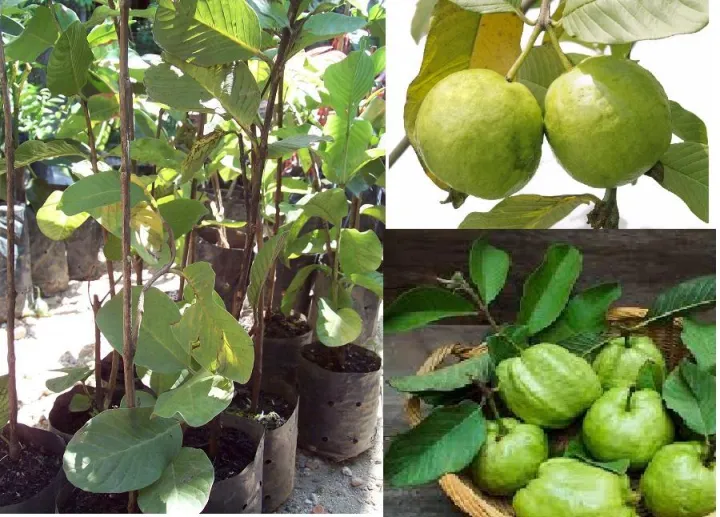 MDC- [ Buah ] ANAK POKOK Lohan Guava Air-layered Sapling / Anak pokok ...