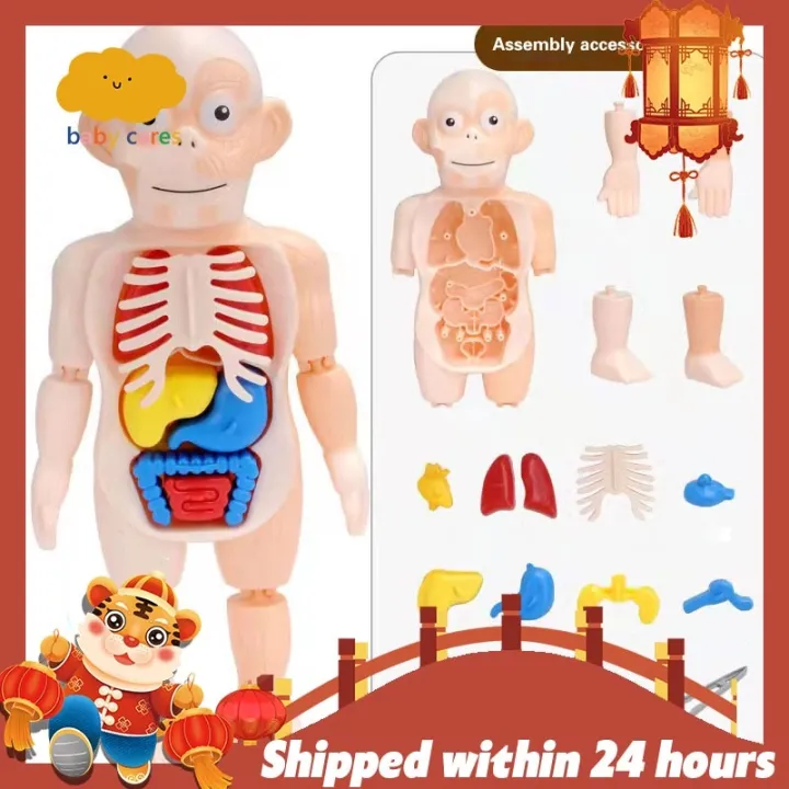 Kid Montessori 3D Puzzle Human organ model Anatomy Educational Learning ...