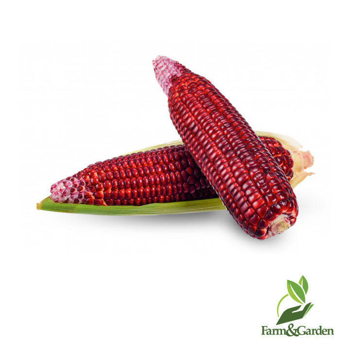 Red Corn - 5 seeds per pack | Lazada PH