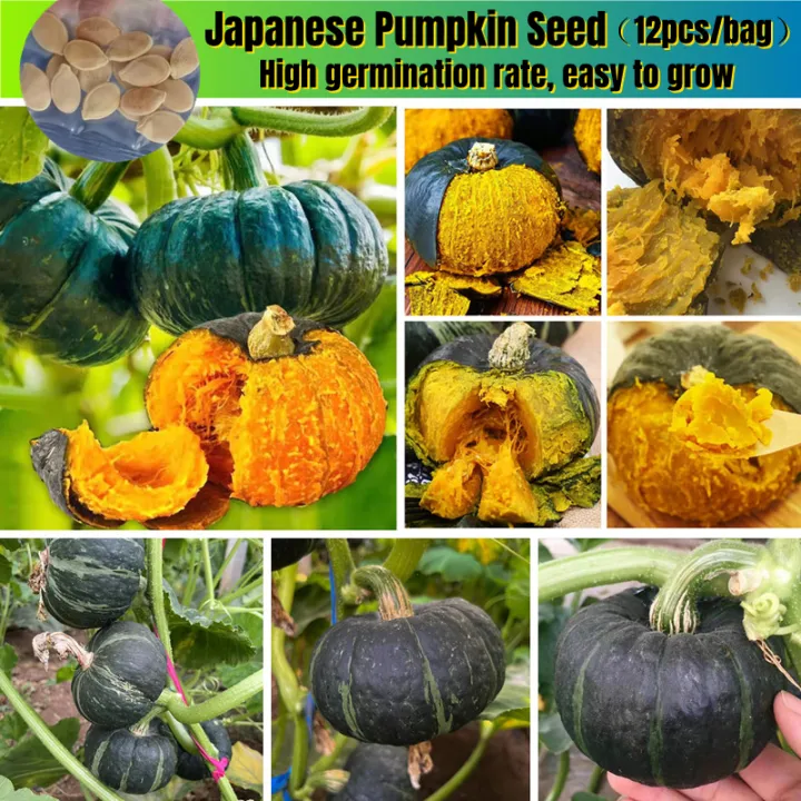 [Fast Growing] 10-15pcs Benih Labu Jepun Fresh Japanese Pumpkin Seeds ...