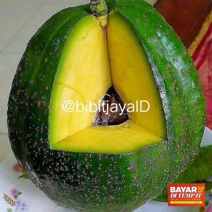 Bibit Alpukat Markus / Kendil Super Jumbo Genjah | Lazada Indonesia
