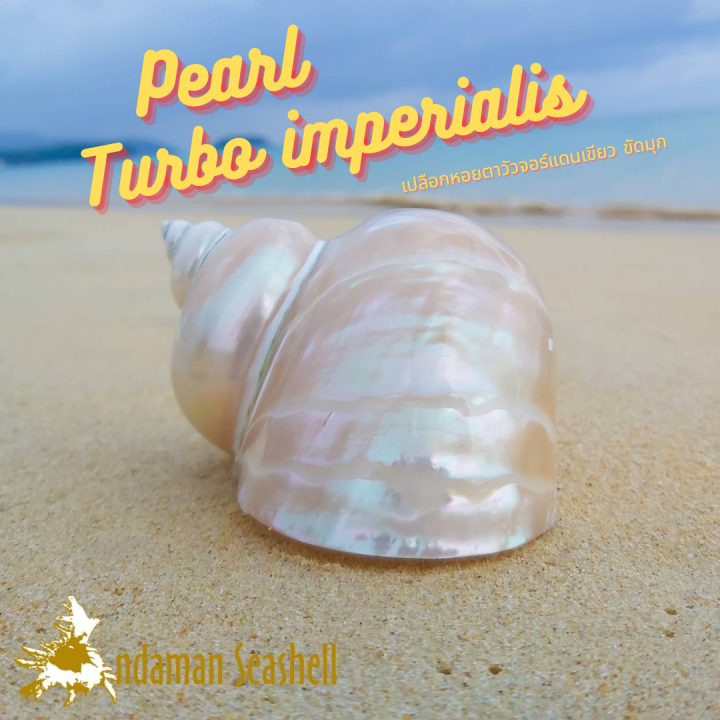 Andaman seashell เปลือกหอย เปลือกหอยตาวัวจอร์แดนเขียว ขัดมุก (Turbo ...