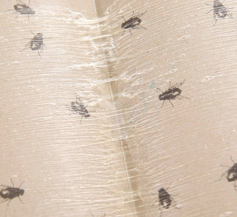 QM8 FLIES TRAP | STICKY BOARD | PANDIKIT NG LANGAW | EDGE LEAF FLY GLUE ...