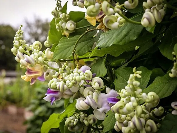 SNAIL VINES SEEDS HIGHLY FREGRANCE FLOWER won`t miss this !!! | Lazada PH