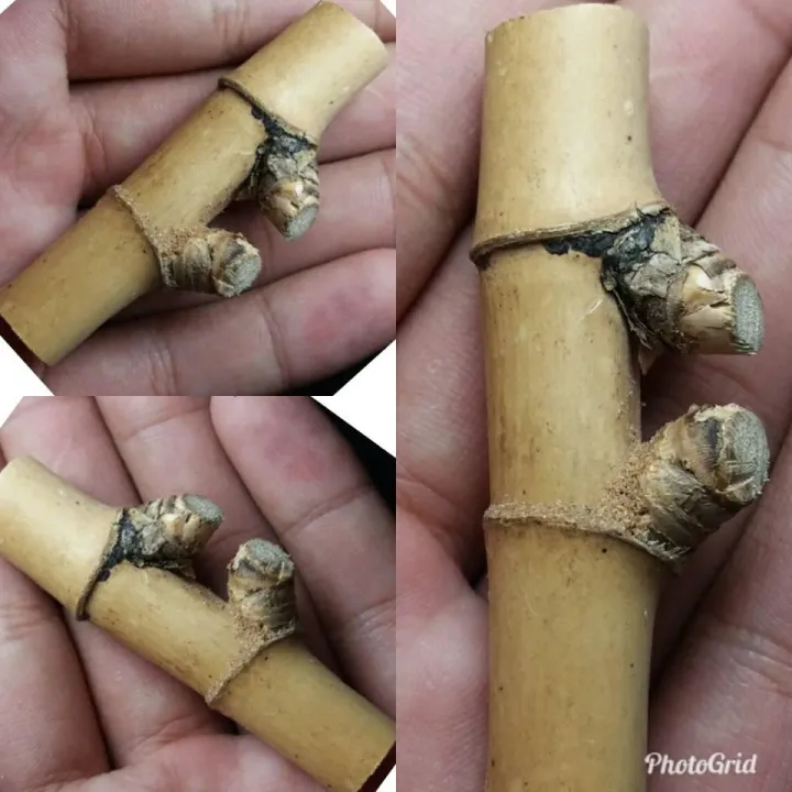 Bambu Petuk Pring Pethuk | Lazada Indonesia
