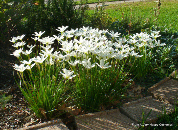 White Rain Lily sapling / Anak Pokok Bunga Lili Putih (It's a seed, not ...