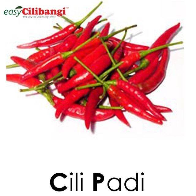 Benih Cili Padi Bara - Jenis Cili Api | Lazada