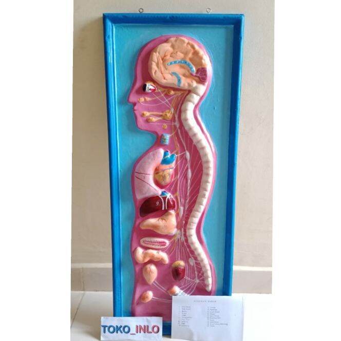 Alat Peraga Pendidikan Sistem saraf / Sistem saraf manusia | Lazada ...