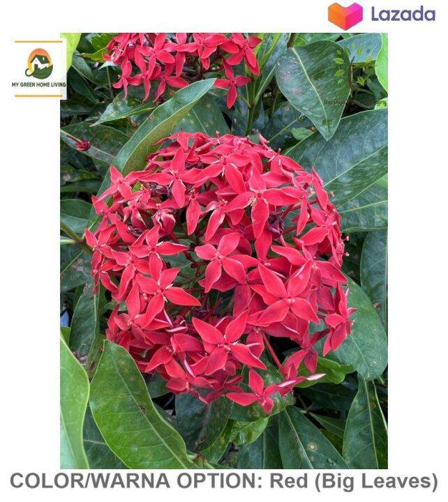 Ixora Sunkist / Jenjarum - Vibrant Outdoor Plant for Adding Color to ...