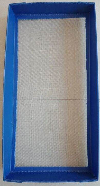 Tenebrio molitor, barley worm, bread worm, breeding plastic box ...