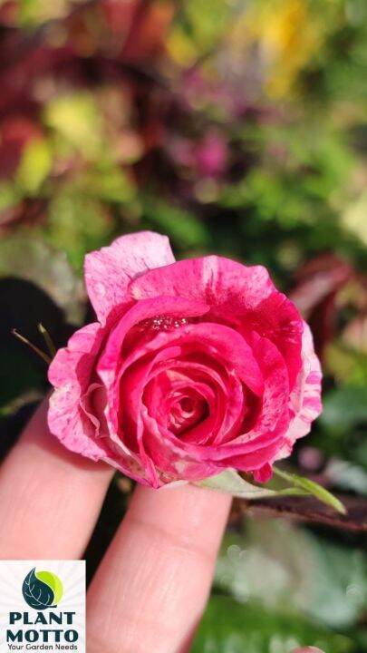 Rosa 'Raspberry Cream Twirl' Plant with FREE white plastic pot, pebbles ...