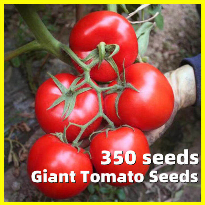 Giant Tomato Seed - High Germination 350 Seeds Hybrid Tomato Seeds for Planting Vegetable Seeds ...