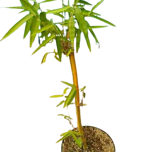 Bibit Bambu kuning - haur kuning - Bambu ampel - Tanaman pagar ...