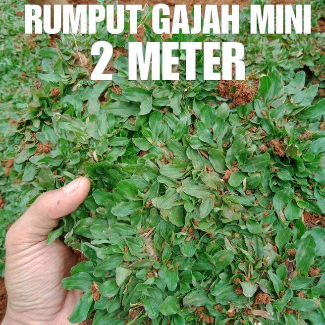 Rumput gajah mini 2 meter | Lazada Indonesia
