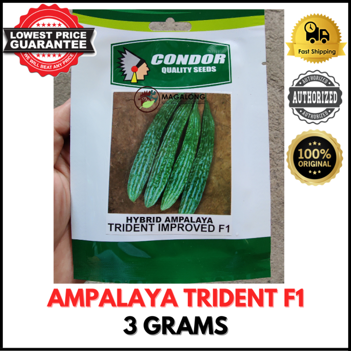 CONDOR SEEDS - AMPALAYA SEEDS - TRIDENT IMPROVED F1 HYBRID 3 GRAMS ...