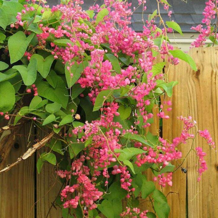 tanaman bunga hias hidup tanaman bunga merambat bunga air mata ...