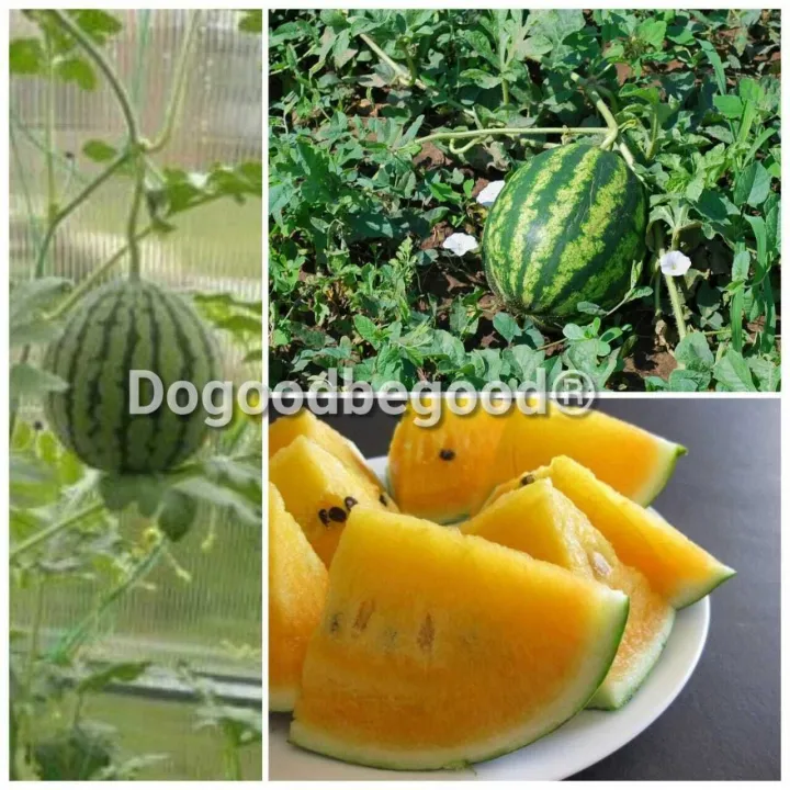 Yellow Watermelon Seeds / Biji Benih Buah Tembikai Kuning(Code 112 ...