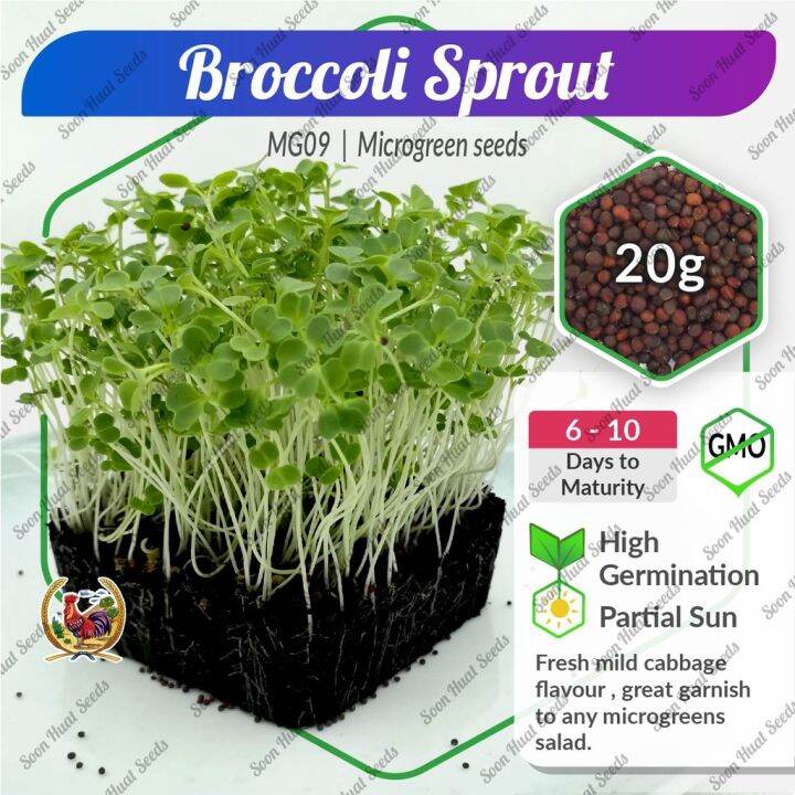 Benih Microgreen Seeds Broccoli Sprout Soon Huat Seeds | Lazada