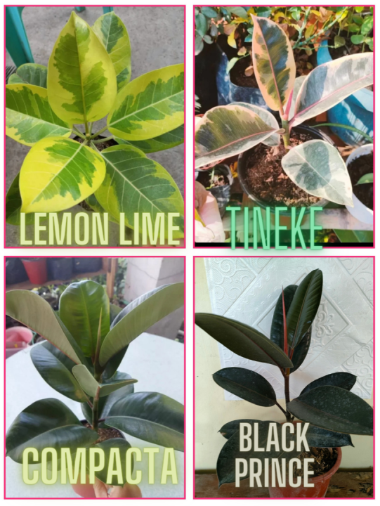 Emerald Compacta from thailand and black prince rubber tree and lemon ...