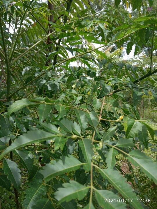 Jual daun mimba atau mindi paket 500gram | Lazada Indonesia