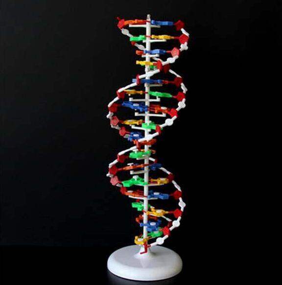 Biology Genetic DNA Structure Model Double Helix Teacing Model | Lazada PH