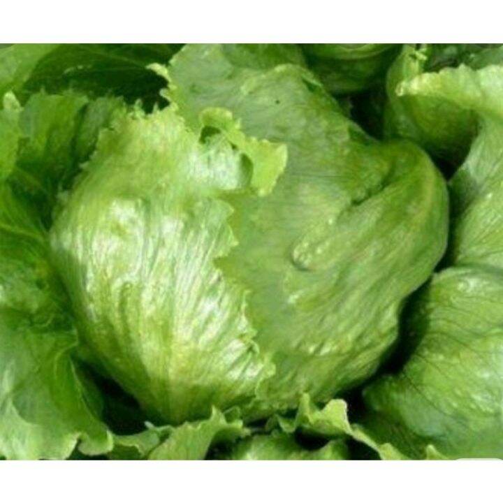 Benih SELADA HEAD LETTUCE selada krop GENERAL isi 50 biji | Lazada ...