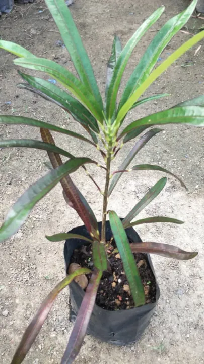 MM-Croton Variegatum long leaves green and black/ Pokok Puding Daun ...