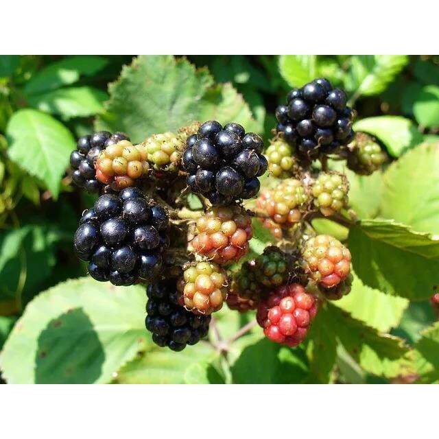 Fruit BlackBerry has high seed yield, easy to live and easy to ...