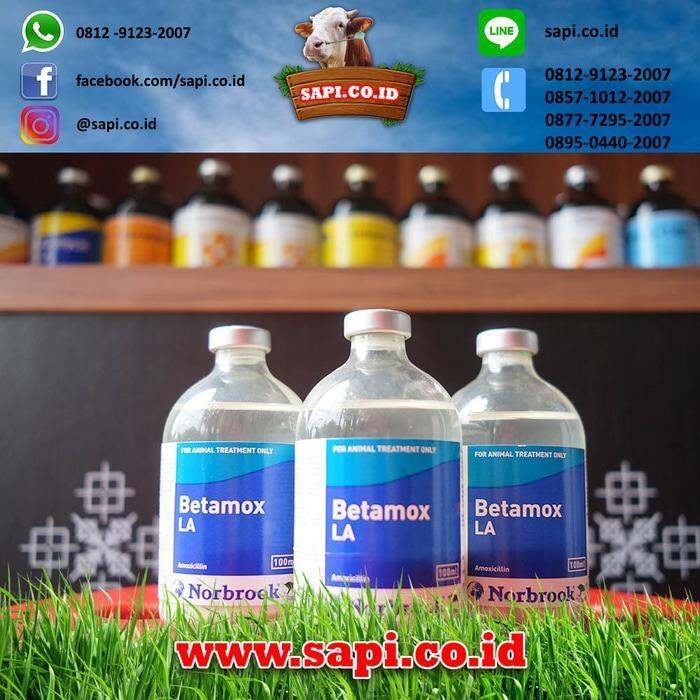 BETAMOX LA Untuk Pengobatan Infeksi Saluran Pernafasan & Pencernaan ...