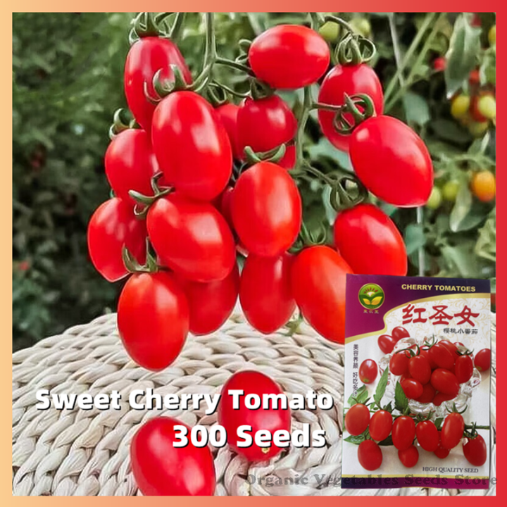 300 Seeds Organic High Yield Sweet Cherry Tomato Seeds for Planting ...