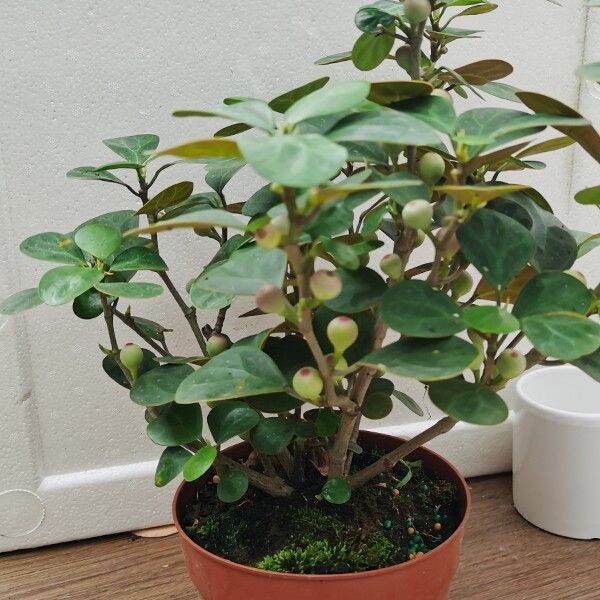 50 seeds (not plants)Bodhi fortune tree seed potted plant flower seed ...