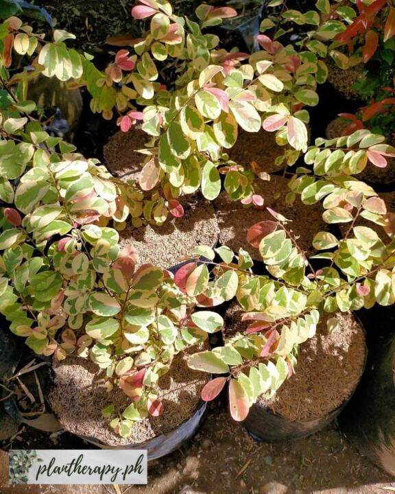 Monaica Plant (Limited Stocks Only) - Free pot and white pebbles ...