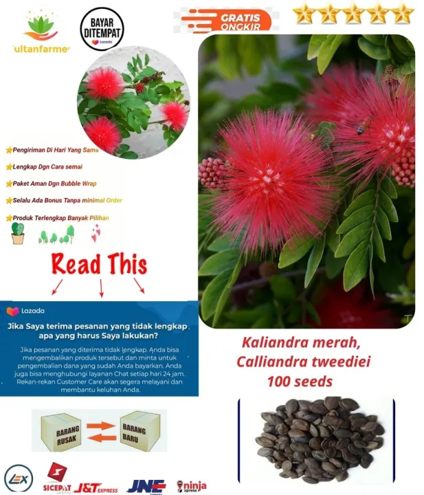 Benih kaliandra merah isi 100 biji/ Kaliandra merah, Calliandra ...