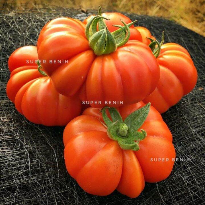 Berkebun 15 Biji - Benih Tomat keriting GAMMARA F1, buah besar | Lazada ...