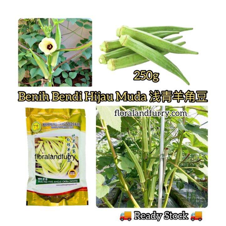 250g WH818 Selected Five Angle Okra Seeds 特选五角白种羊角豆 Biji Benih Bendi ...