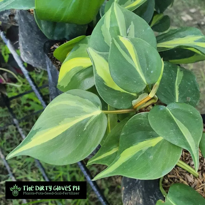 Philodendron Cordatum Brasil (Rare - 3 to 6 leaves) Pothos Collection ...