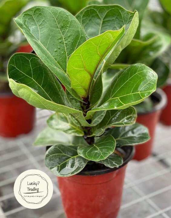 Fiddle Leaf Fig Bambino (Live Plant) With FREE Plastic Pot ( Live Plant ...
