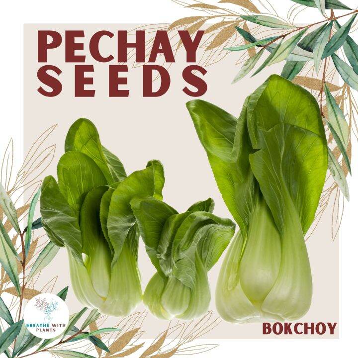 Vegetables Seeds kamatis talong pechay ampalaya sigarilyas upo lettuce ...