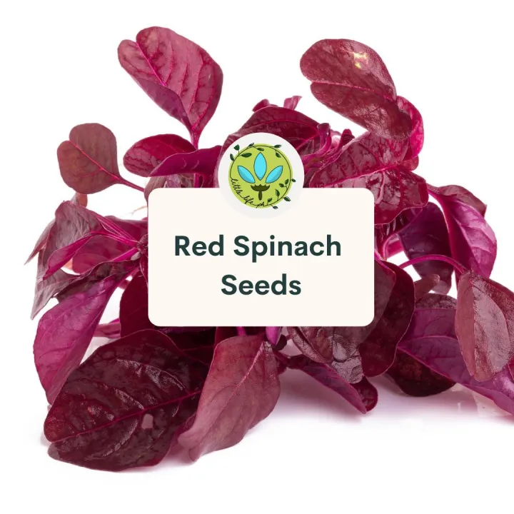 Red Spinach Vegetable 50-60 Seeds Outdoor Plant Sale | Lazada PH