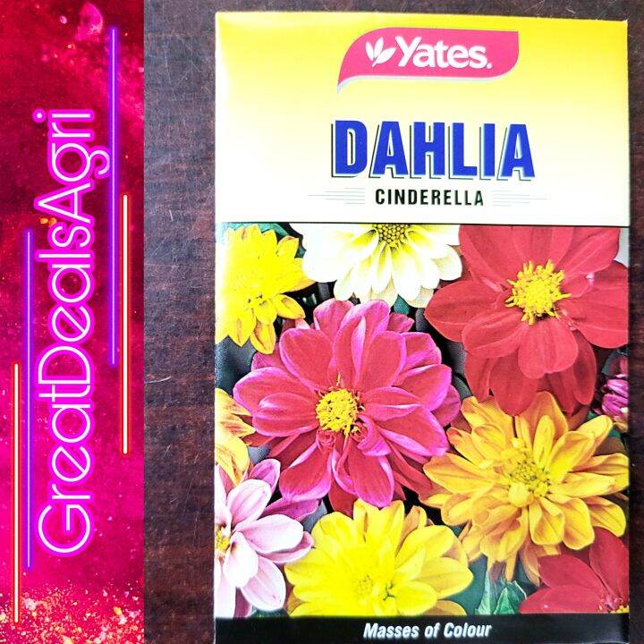 DAHLIA CINDERELLA FLOWER SEEDS (ORIGINAL PACK) YATES | Lazada PH