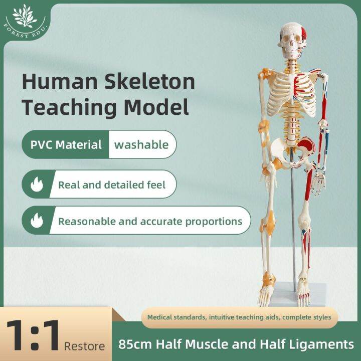 Human Anatomical Model 85 cm Half Life Size Skeleton With Muscel Points ...