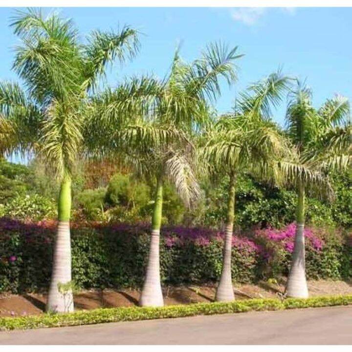 Roystonea Regia Seeds Royal Palm Tree seeds | Lazada PH