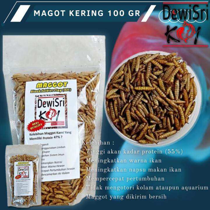 Magot Kering Maggot Protein Tingkat Tinggi Pakan Ikan Media Makanan ...