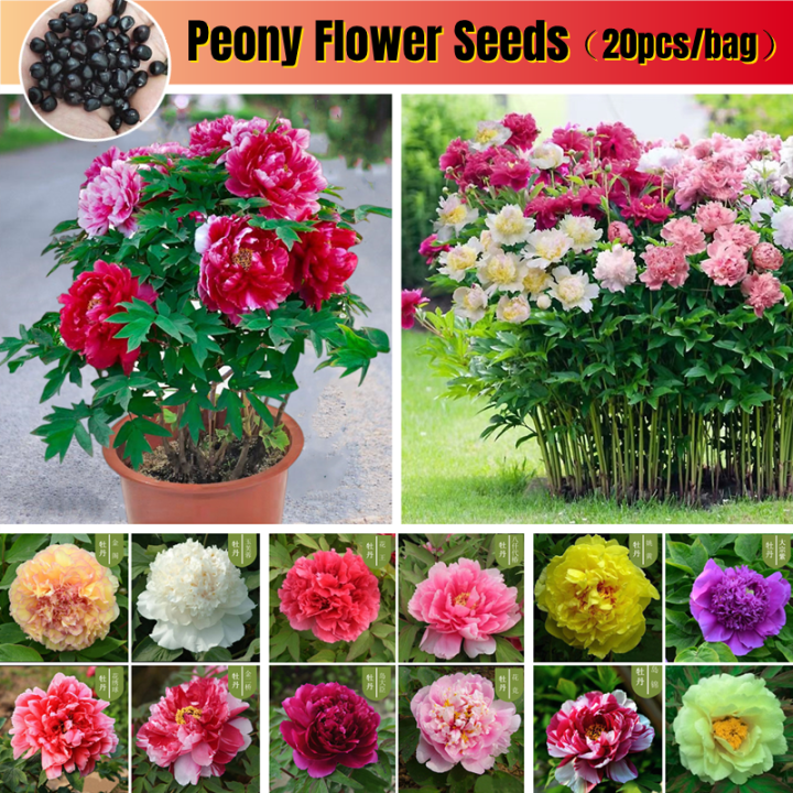 [Easy To Grow Malaysia] Rare Double Peony Flower Seeds 20Pcs/bag Peony ...