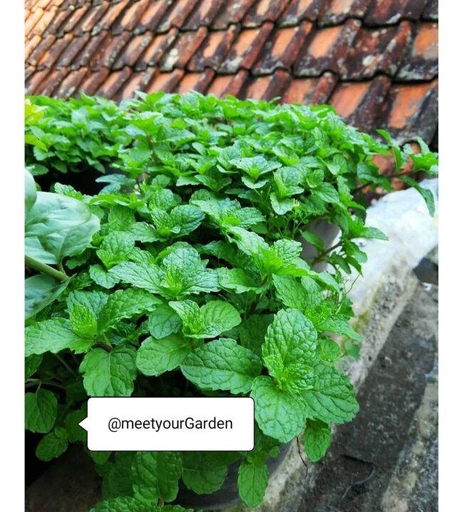 Peppermint Herb (STRICTLY LUZON ONLY) with FREE white plastic pot ...