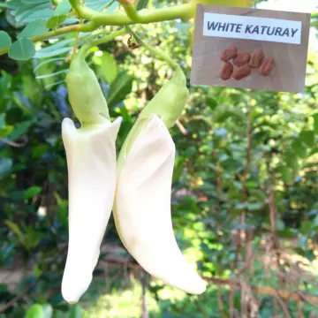 Katuray Flower Nutrients | Best Flower Site