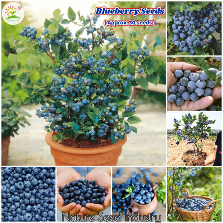 Delicious Blueberry Seeds for Planting Bonsai Tree Live Plant Dwarf ...