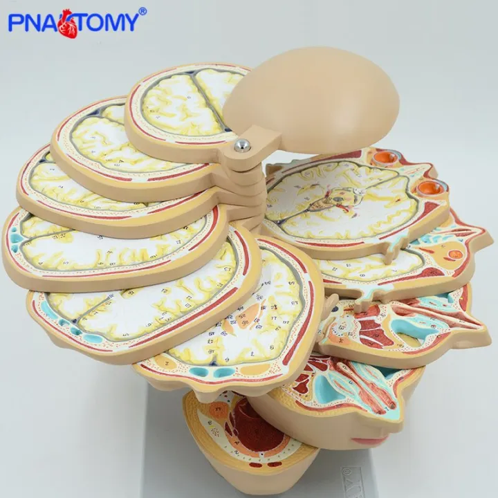 PNATOMY Human Disc Head Model 12 Pieces Brain Nerves Muscles Life Size ...